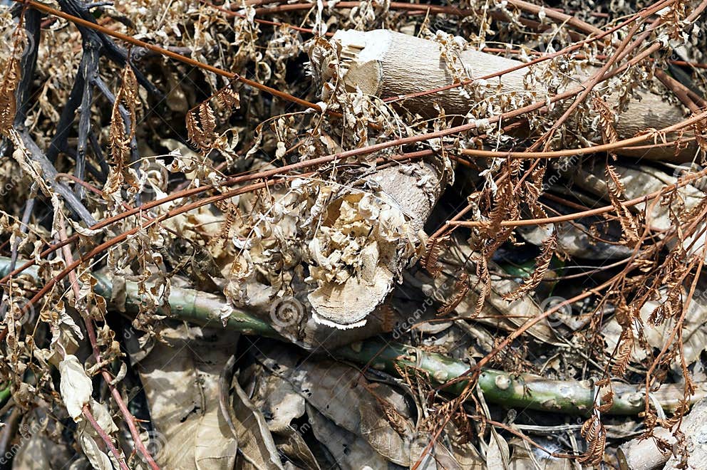 Dry Leaves and Branches of Trees in the Trash, Environmental Pollution ...