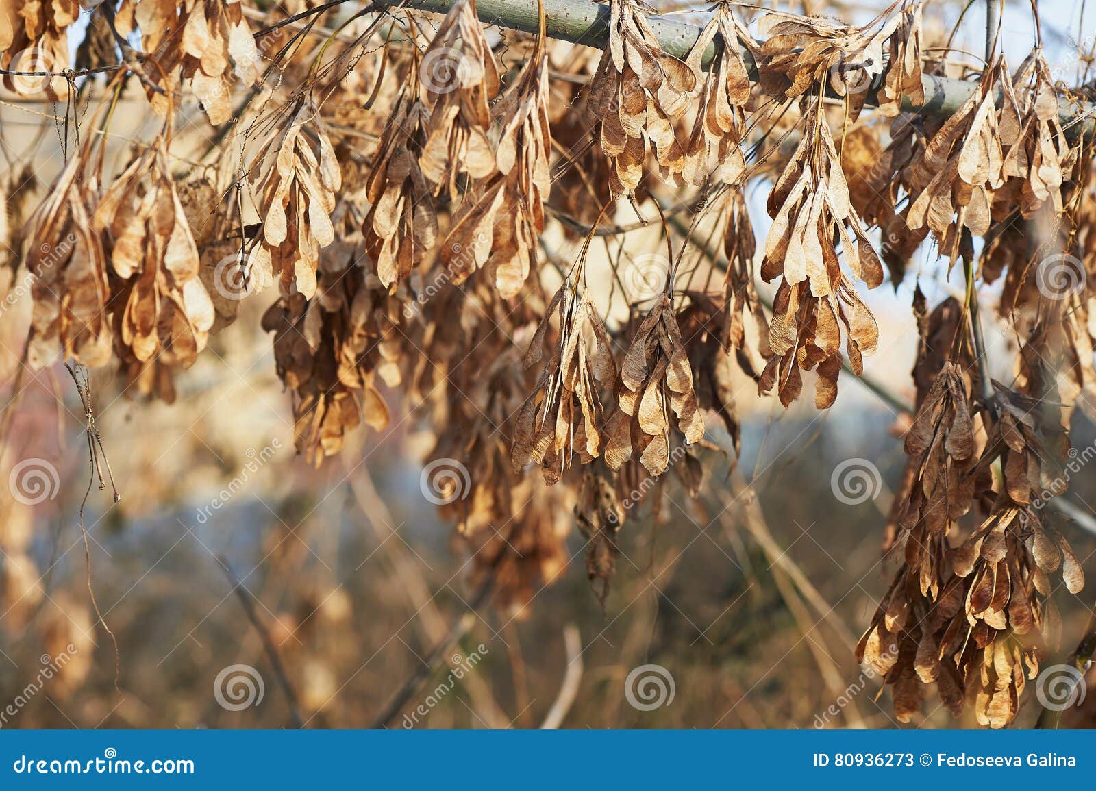 The Dry Leaves on Branches. Withering of Nature. Stock Image - Image of ...