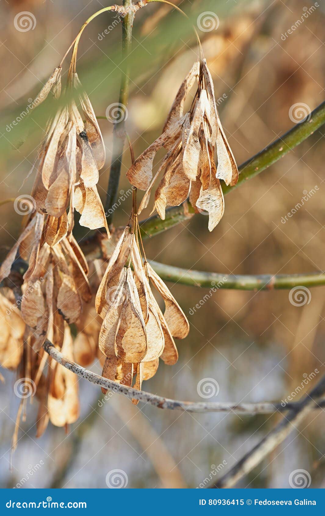 The Dry Leaves on Branches. Withering of Nature. Stock Image - Image of ...