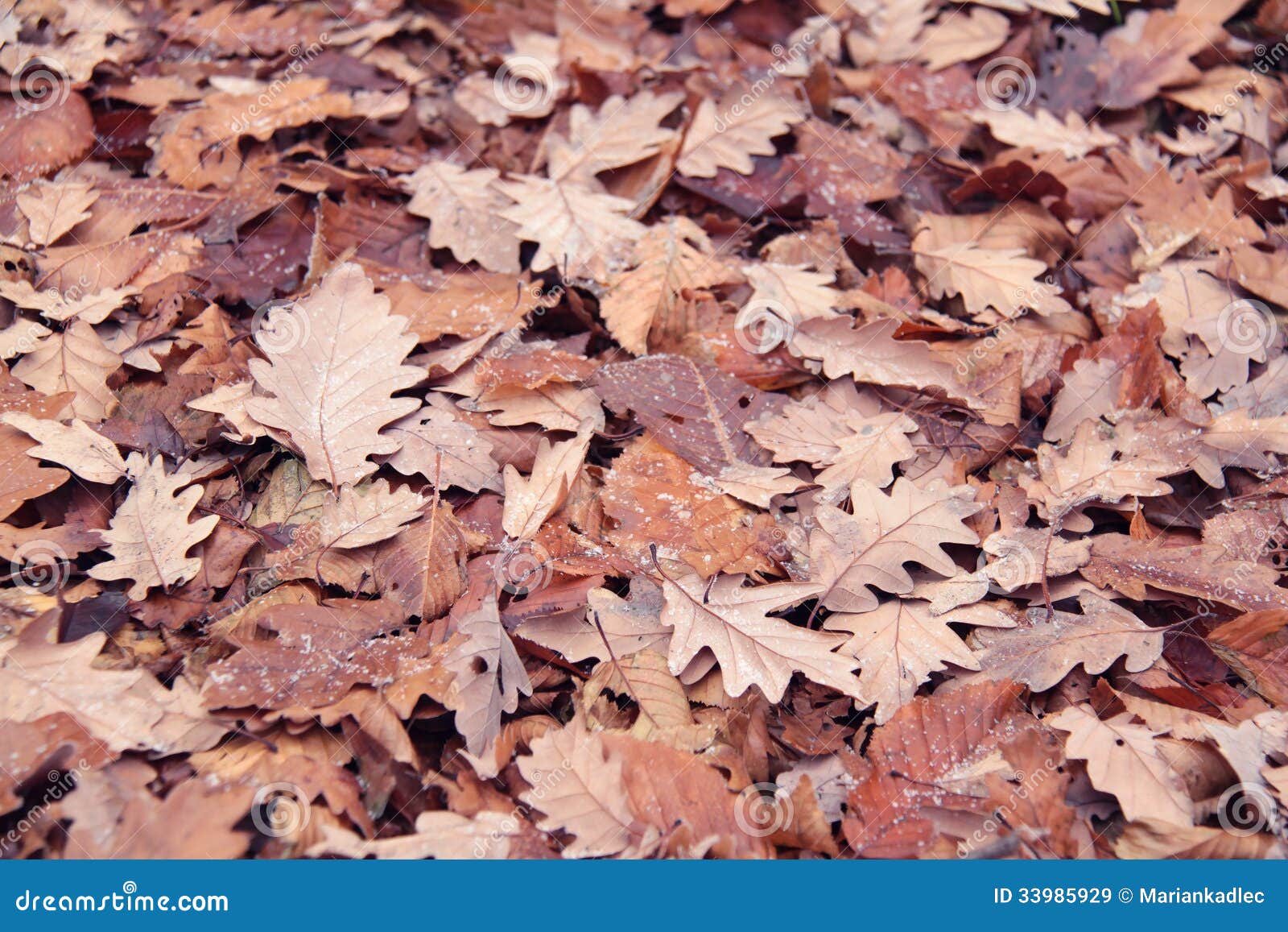 Dry leaves stock image. Image of yellow, color, history - 33985929