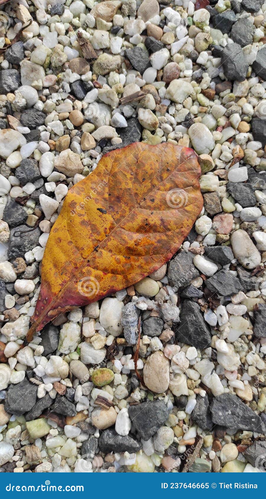 Dry Leaves on Colorful Pebbles Stock Image - Image of white, wind ...