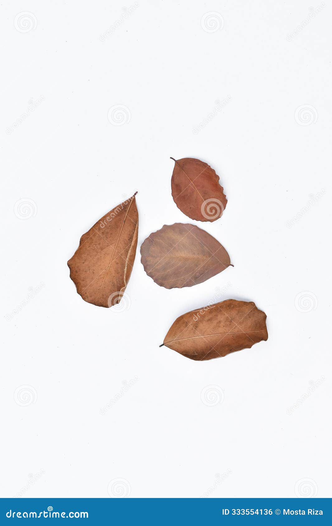 Dry Leaves or Dead Leaves Isolated on White Background Stock Photo ...