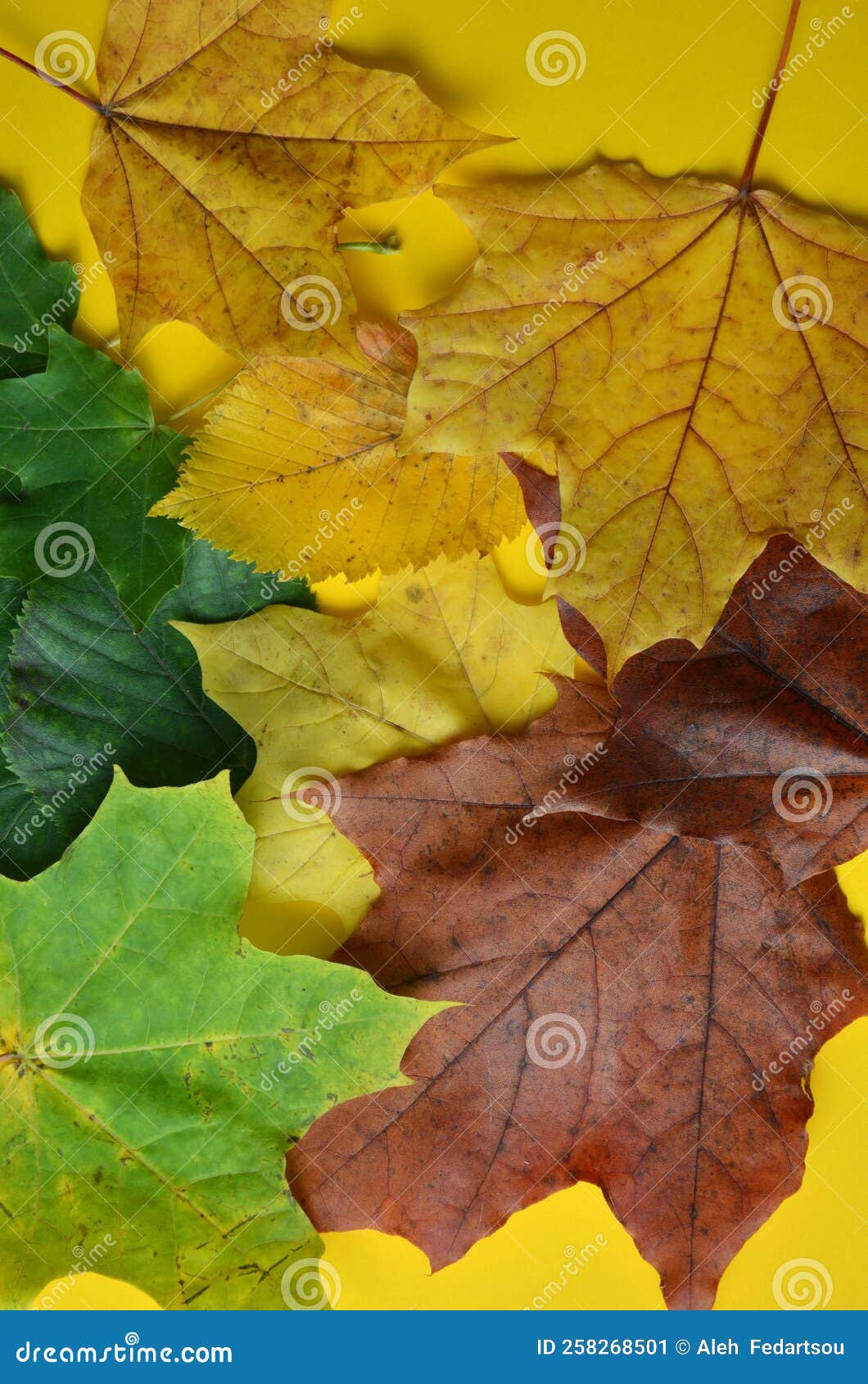 Dry Leaves of Different Colors on a Yellow Background. Stock Image ...