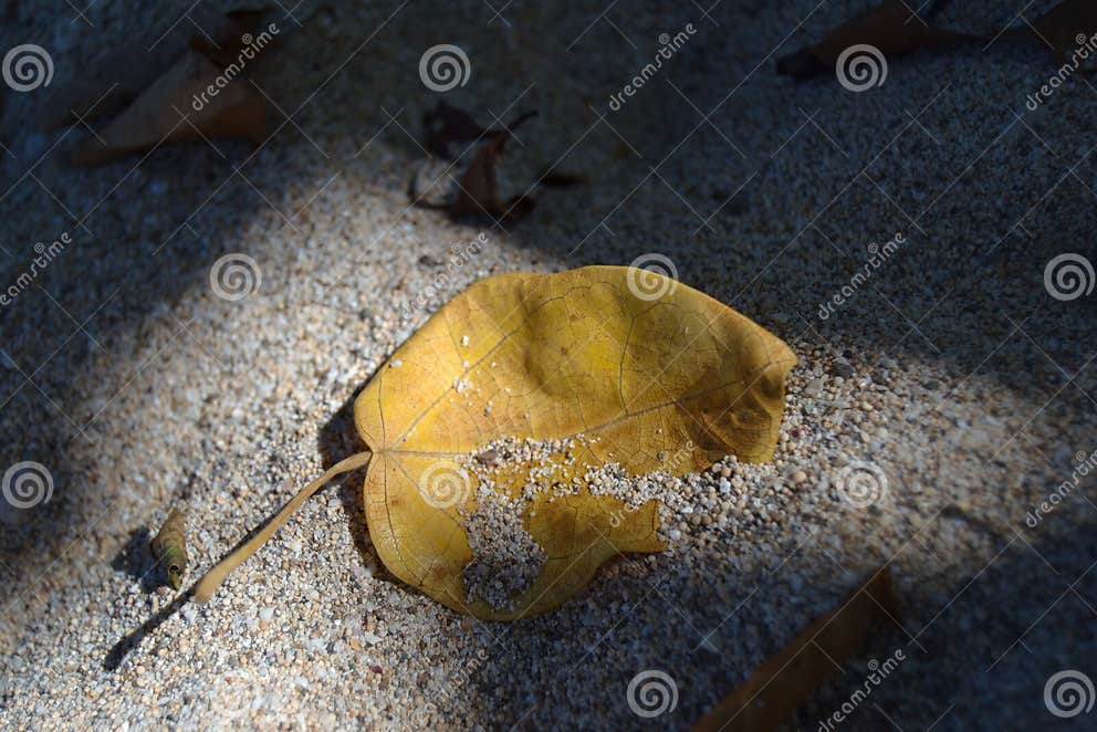 Dry Leaves Fall on the Beach Sand Stock Photo - Image of autumn, summer ...
