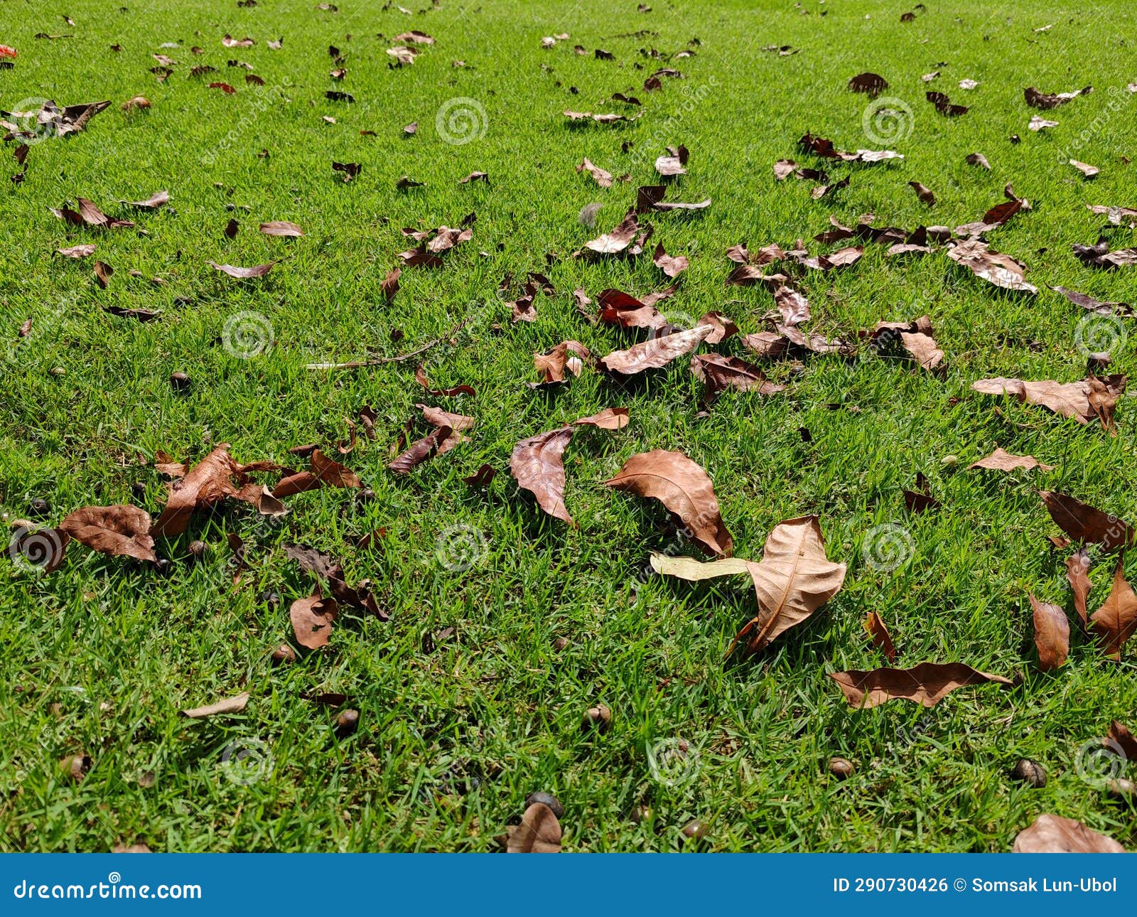 Dry Leaves Fall on the Green Grass Stock Photo - Image of meadow, shrub ...
