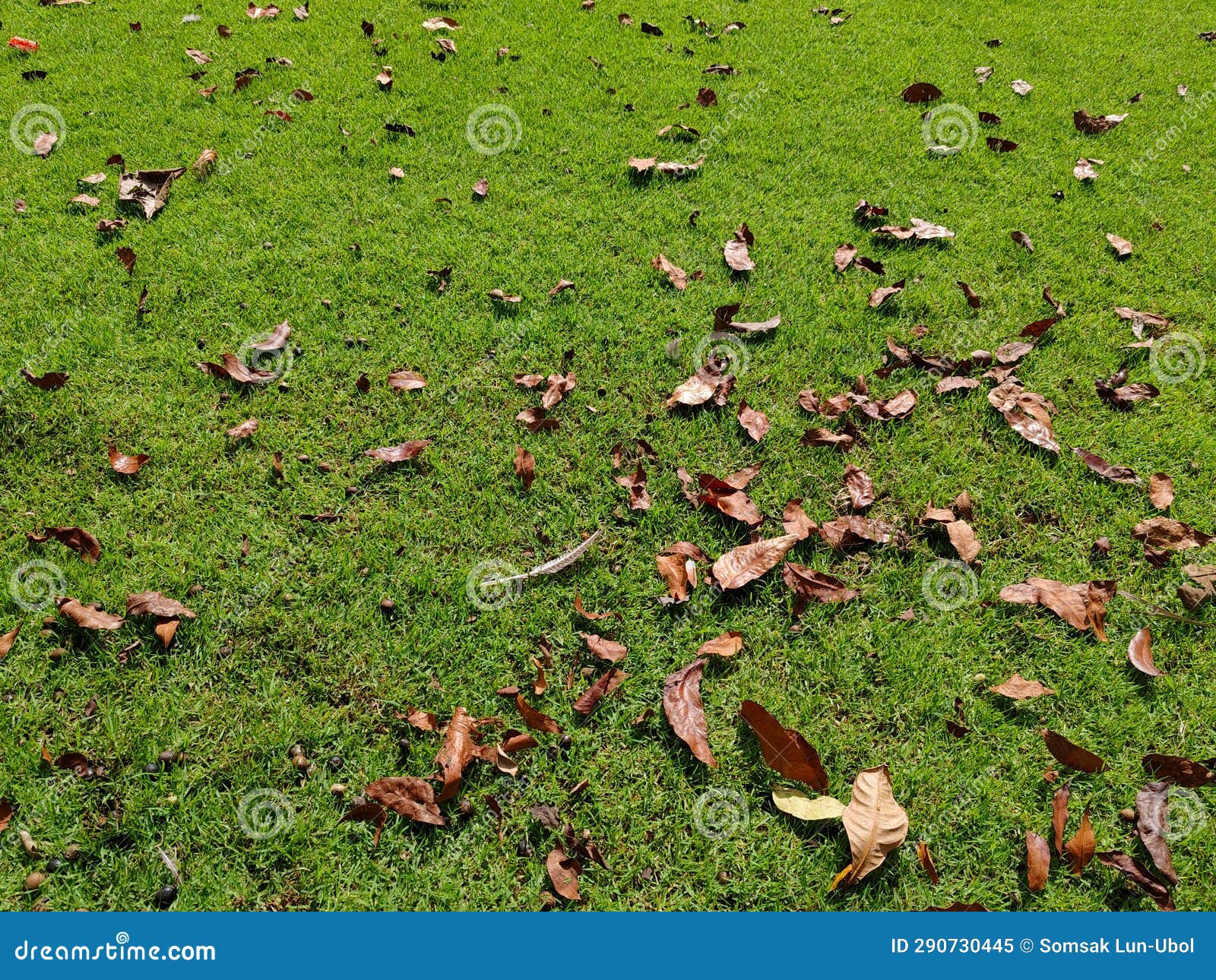 Dry Leaves Fall on the Green Grass Stock Image - Image of wildlife ...