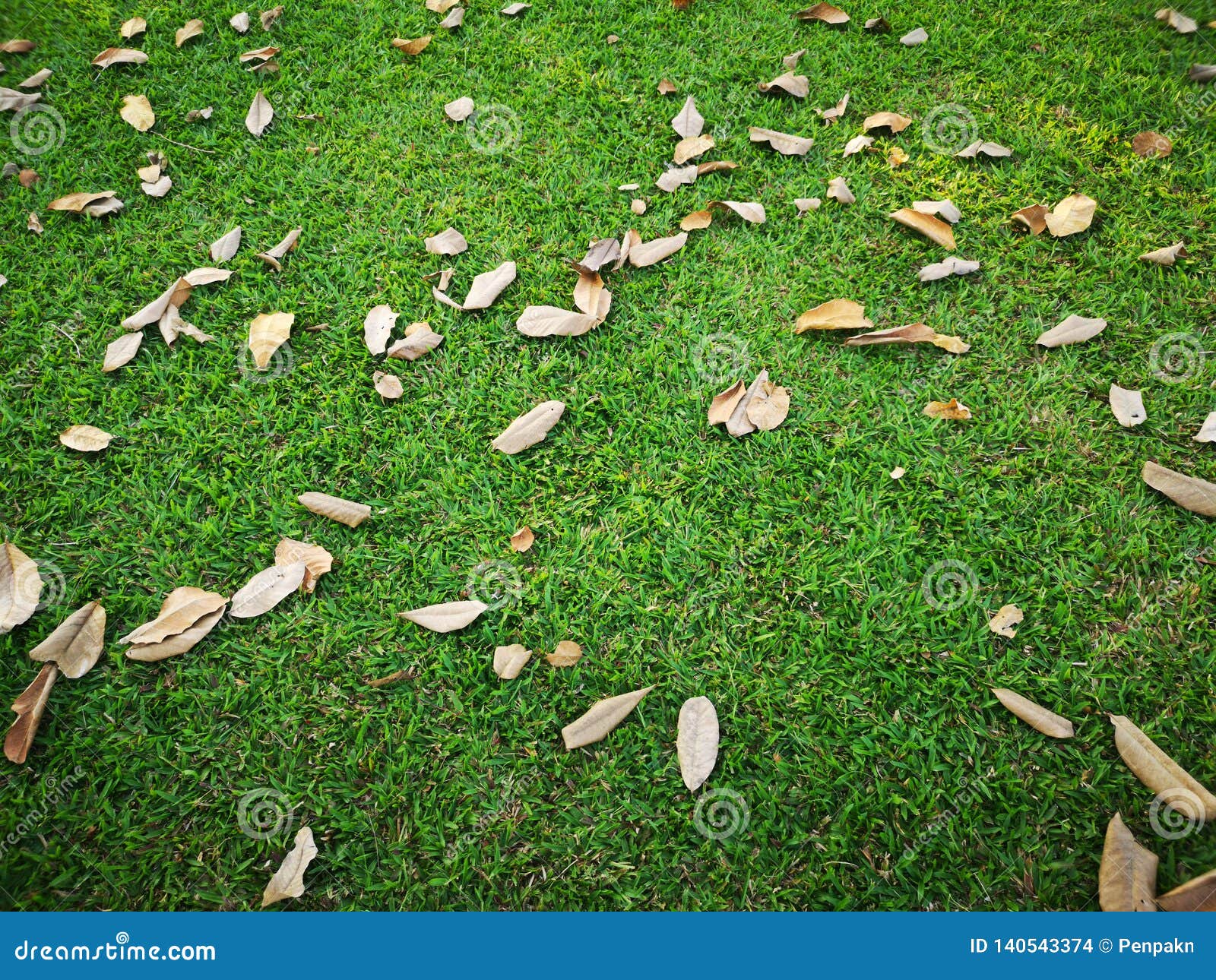Dry Leaves Fall on the Green Grass Stock Photo - Image of material ...