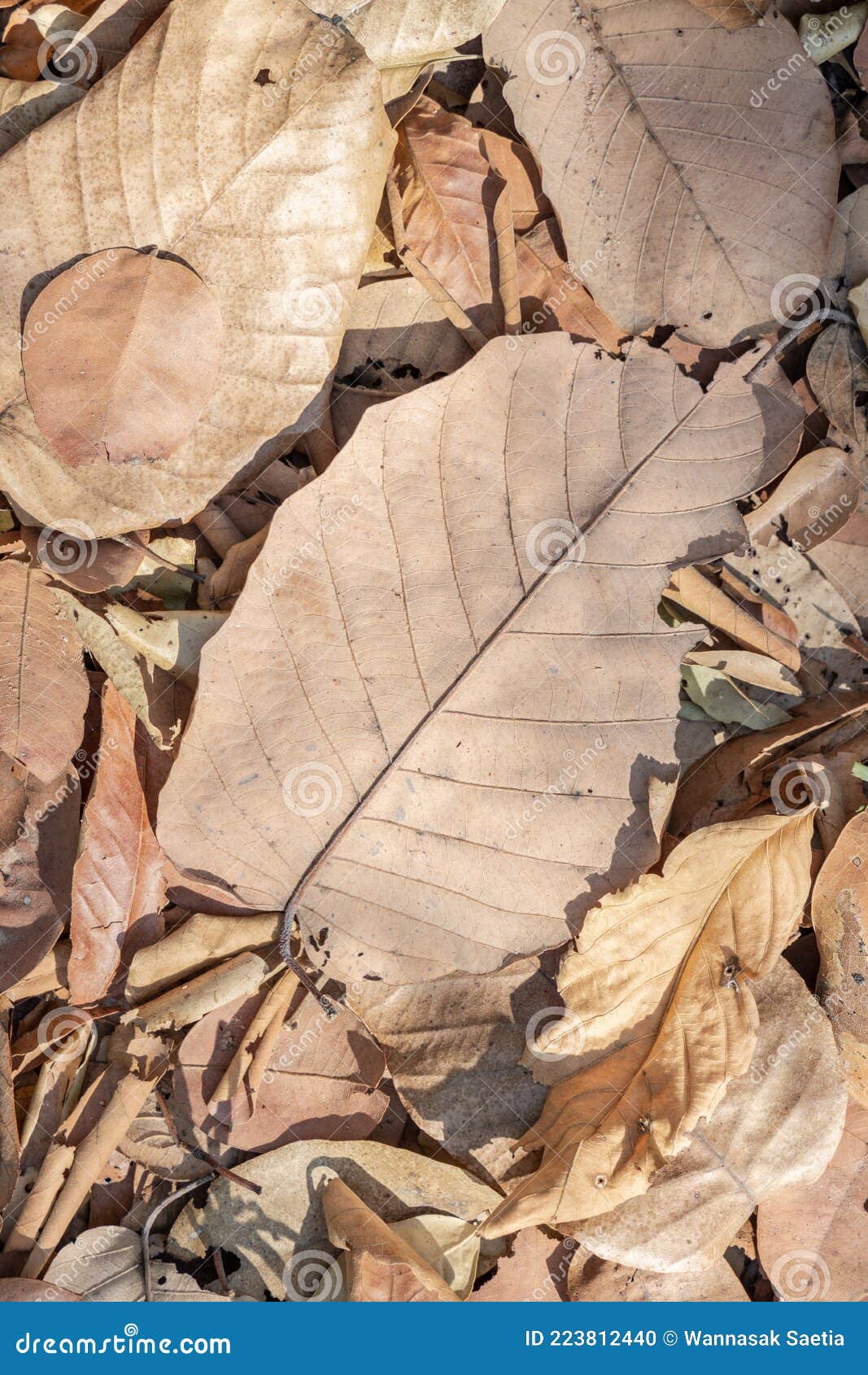 Dry leaves fall stock photo. Image of dead, outdoor - 223812440