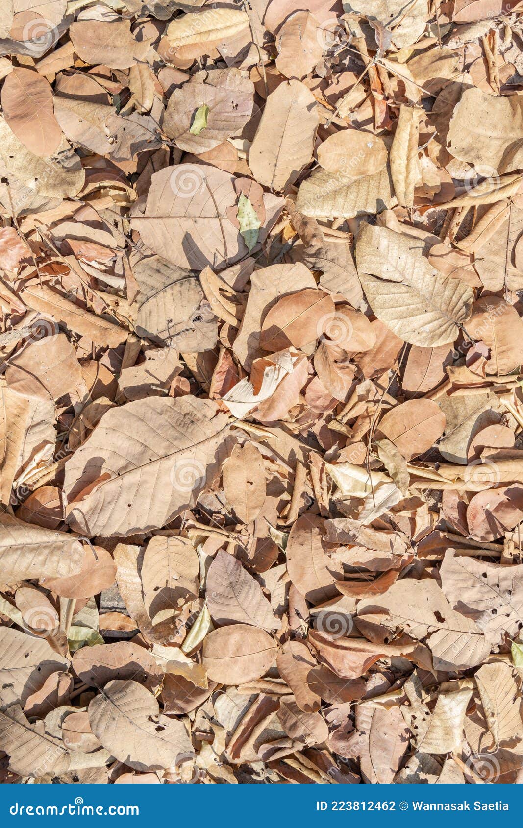 Dry leaves fall stock photo. Image of leaf, texture - 223812462
