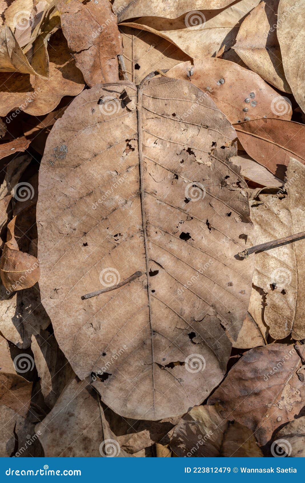 Dry leaves fall stock image. Image of outdoor, pattern - 223812479