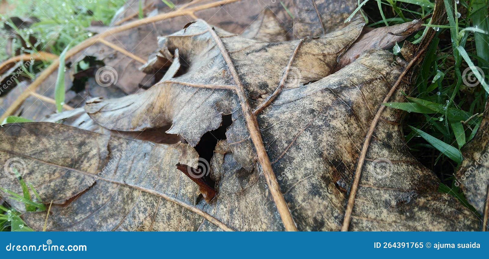 Dry Leaves that Fall To the Ground Stock Image - Image of branch ...