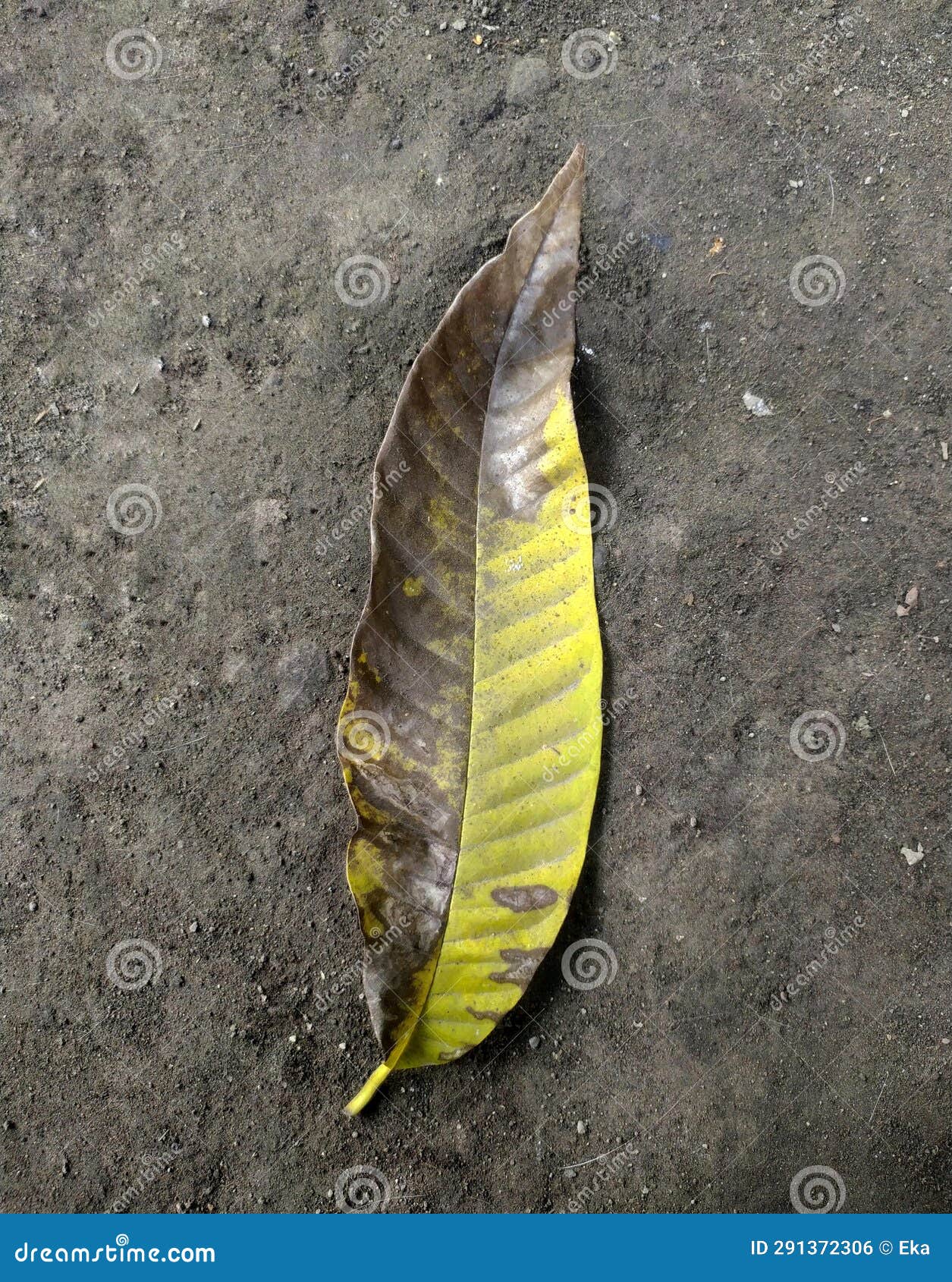 Dry Leaves Fall To the Ground Stock Photo - Image of natural, insect ...