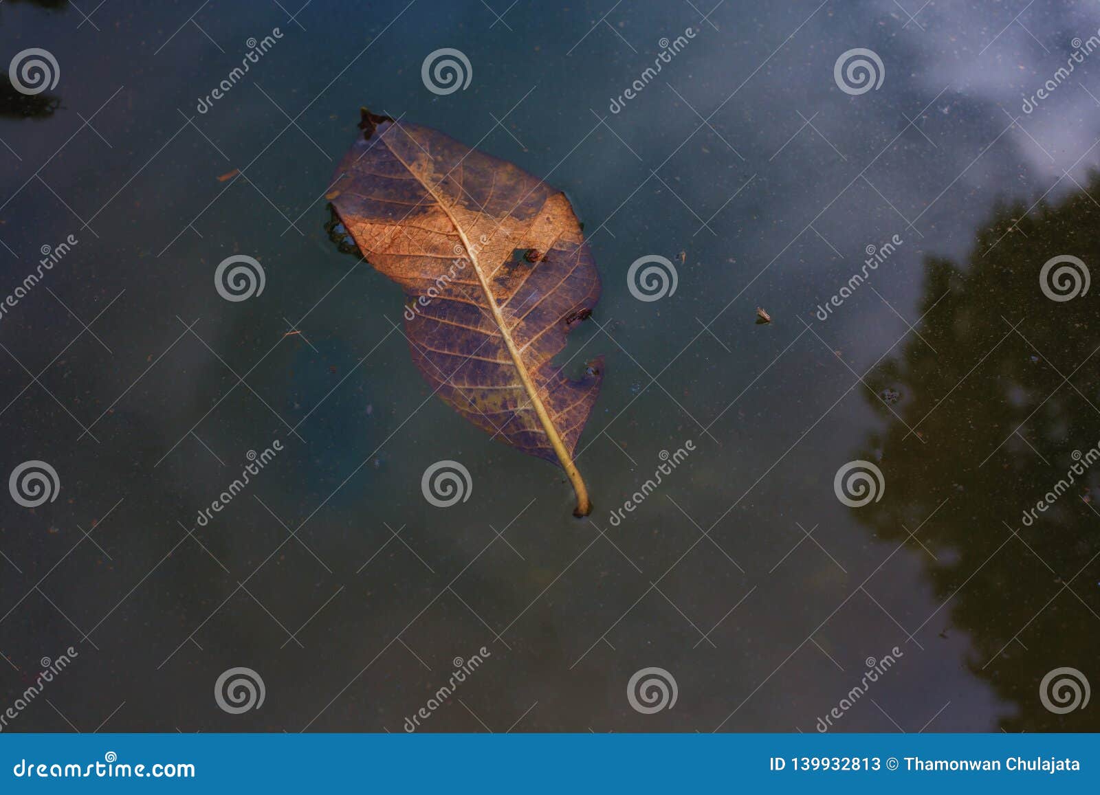 Dry Leaves Fall in the Water Stock Image - Image of environment, garden ...