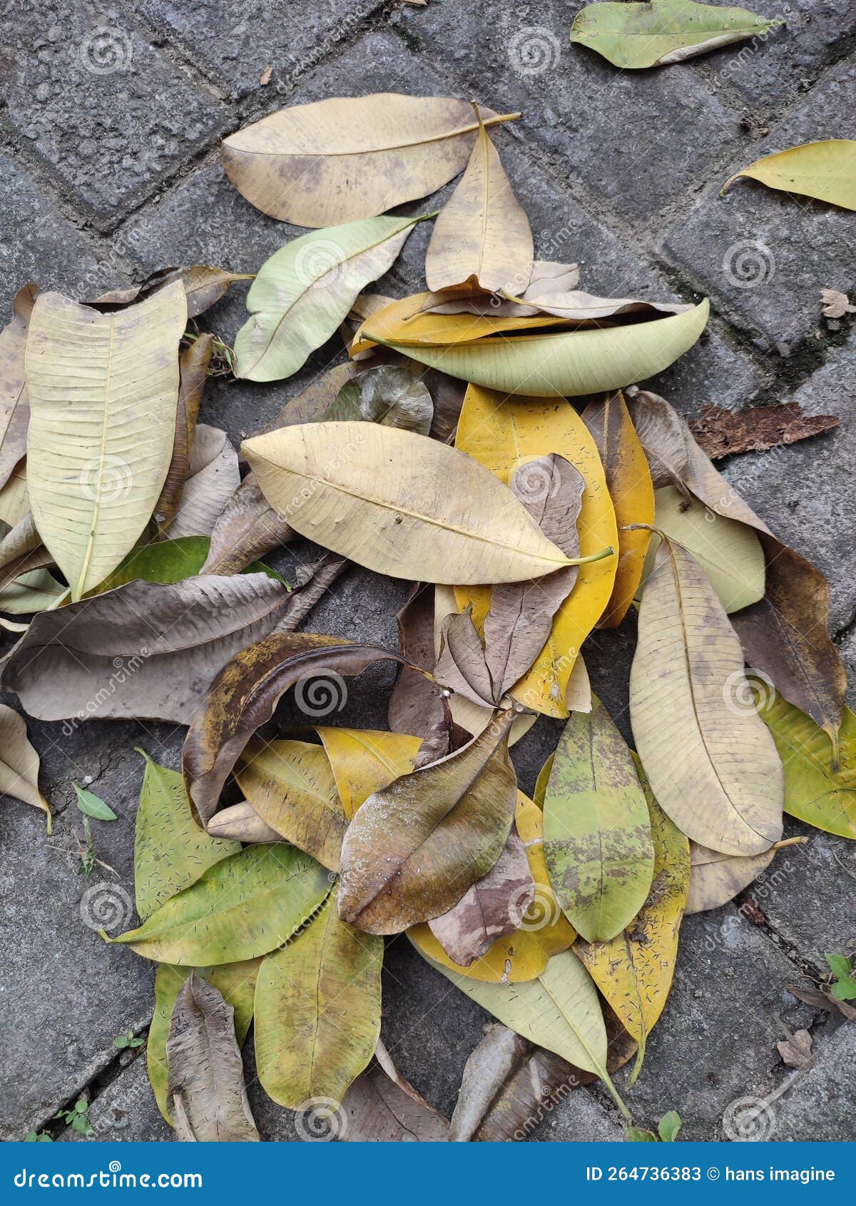Dry Leaves Fall in the Yard Stock Image - Image of green, outdoor ...