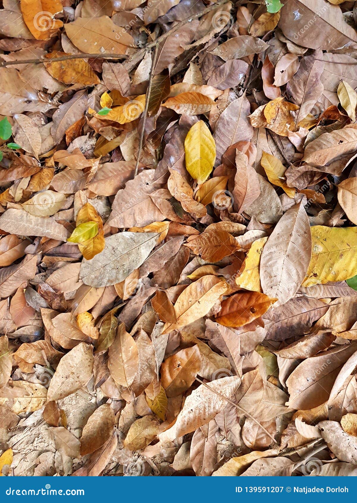 Dry Leaves Falling on Floor for Background. Stock Image - Image of ...