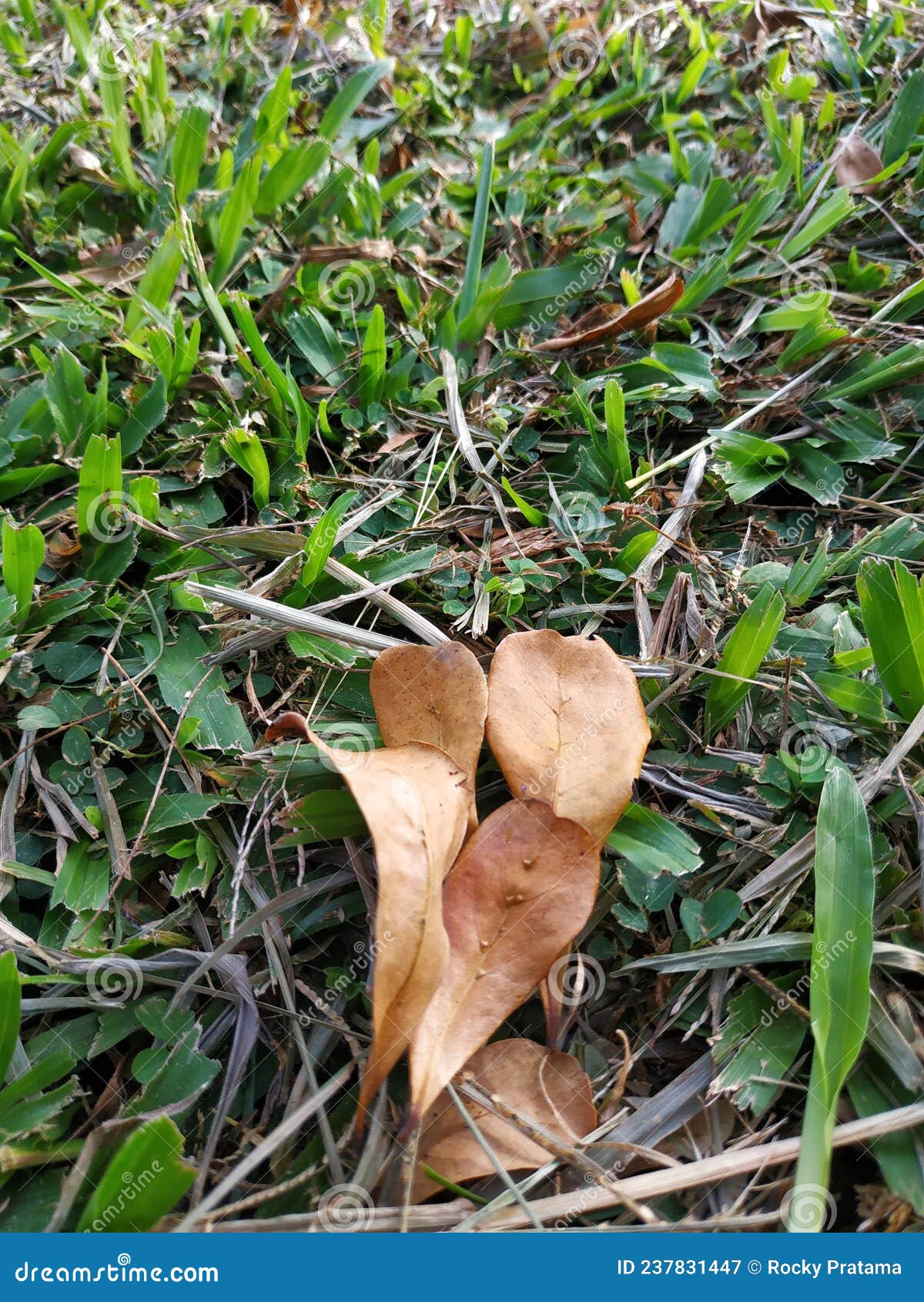 The Dry Leaves Falling on the Green Stock Image - Image of autumn ...