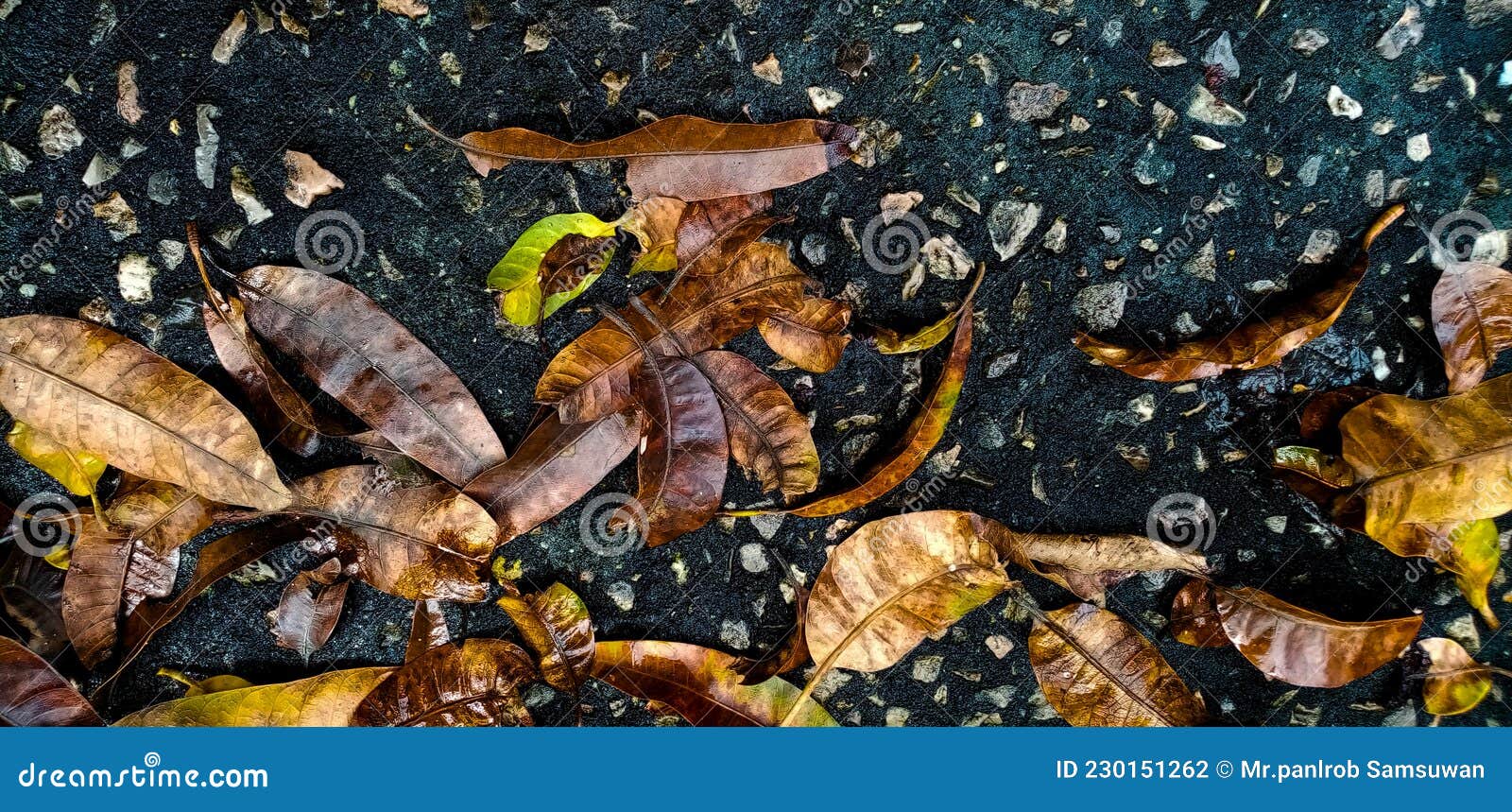 Dry Leaves Falling on the Ground. Stock Photo - Image of falling ...