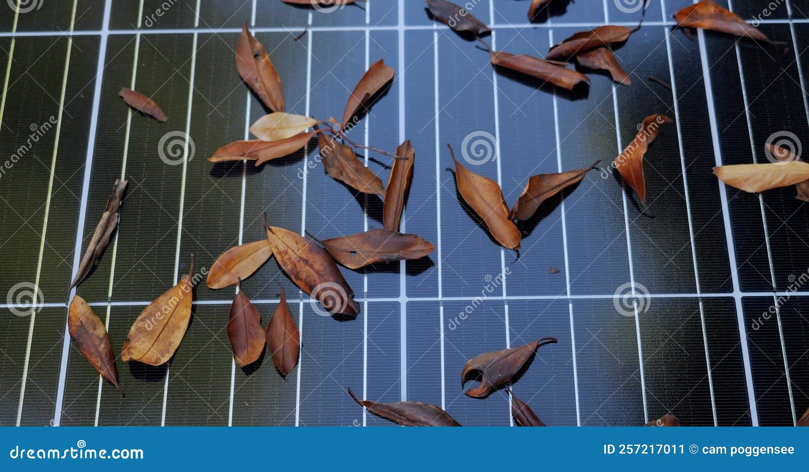 Leaves Falling on Solar Panel in Fall in Slow Motion Stock Video ...