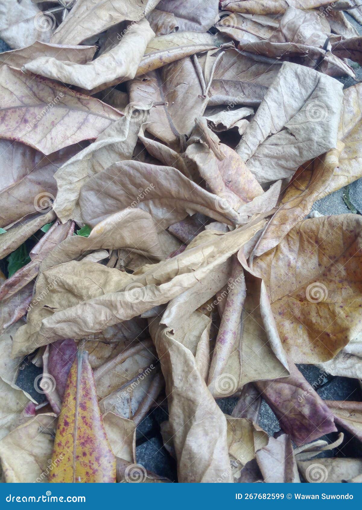 Dry Leaves Falling from Trees Stock Image - Image of leaves, brown ...