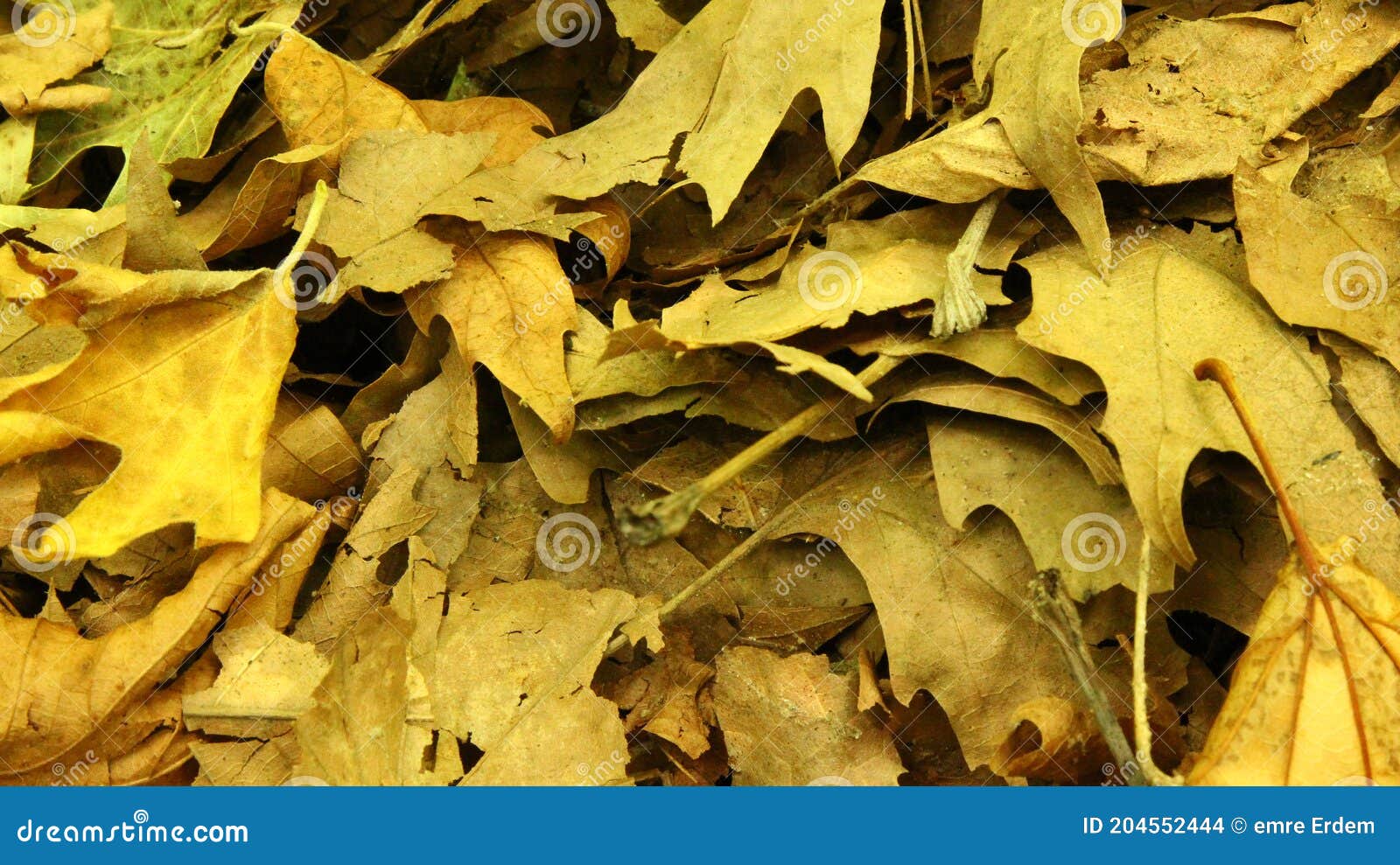 Dry Leaves Falling from Trees in the Forest Stock Photo - Image of ...