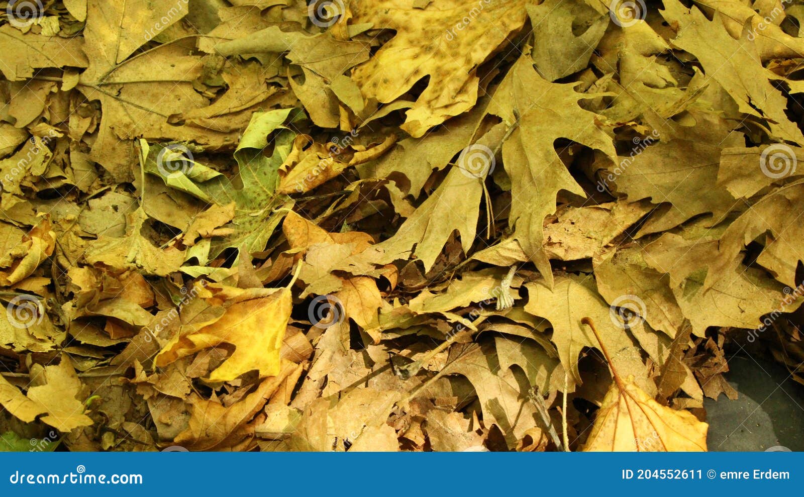Dry Leaves Falling from Trees in the Forest Stock Image - Image of ...