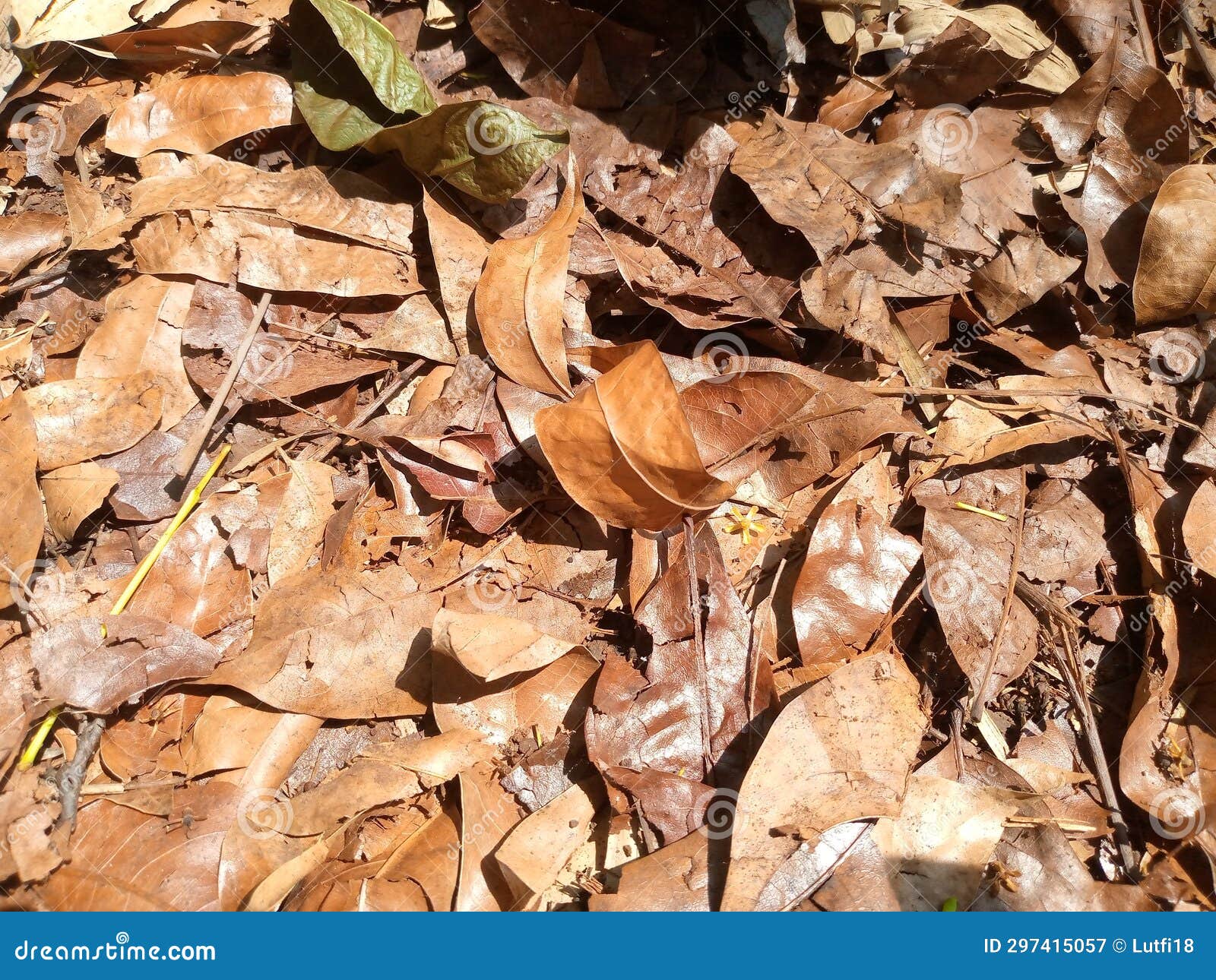 Dry Leaves Falling from Trees in the Mountains Stock Image - Image of ...
