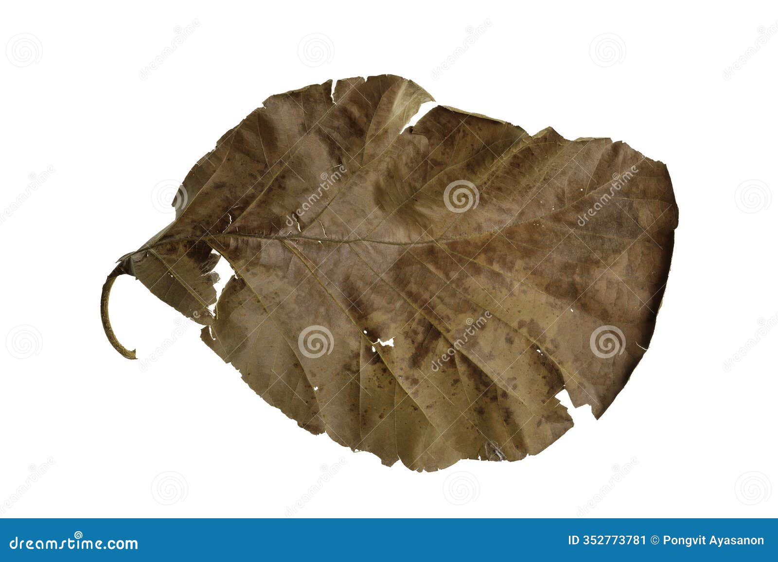 Dry Leaves Falling On A White Background, Brown Teak Leaves Texture ...
