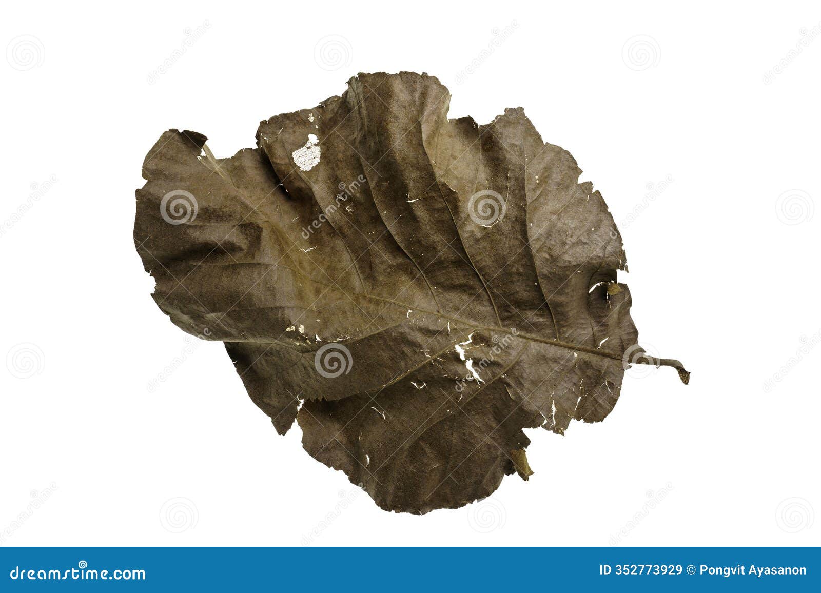 Dry Leaves Falling on a White Background, Brown Teak Leaves Texture ...