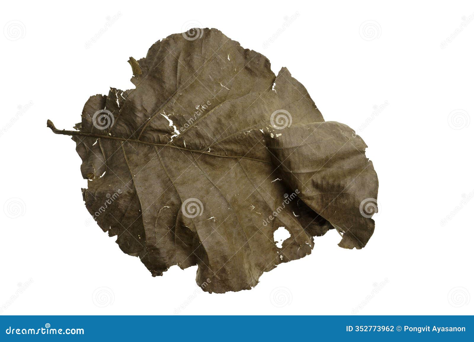 Dry Leaves Falling On A White Background, Brown Teak Leaves Texture ...