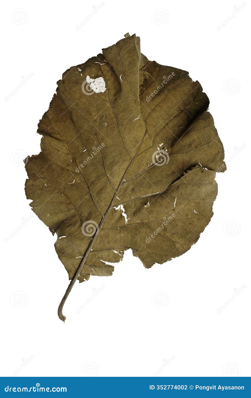 Dry Leaves Falling on a White Background, Brown Teak Leaves Texture ...