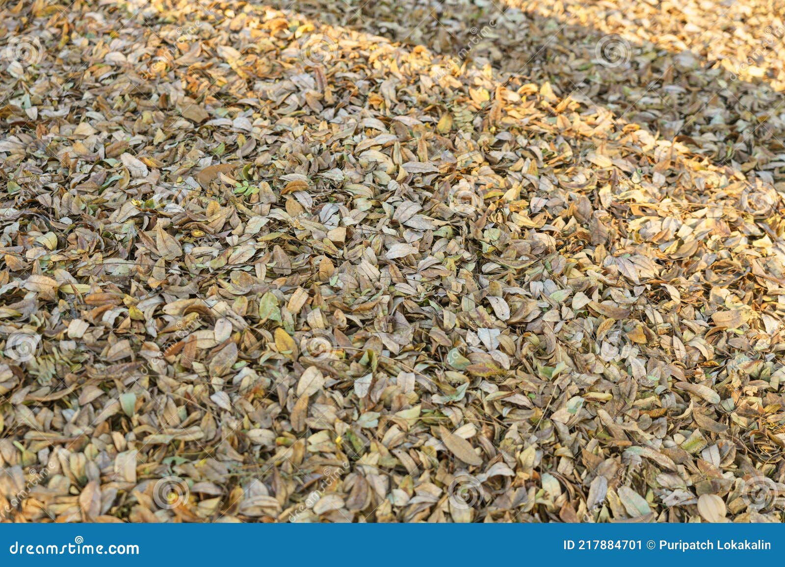 The Dry Leaves that Fell To Fill the Ground Stock Image - Image of ...