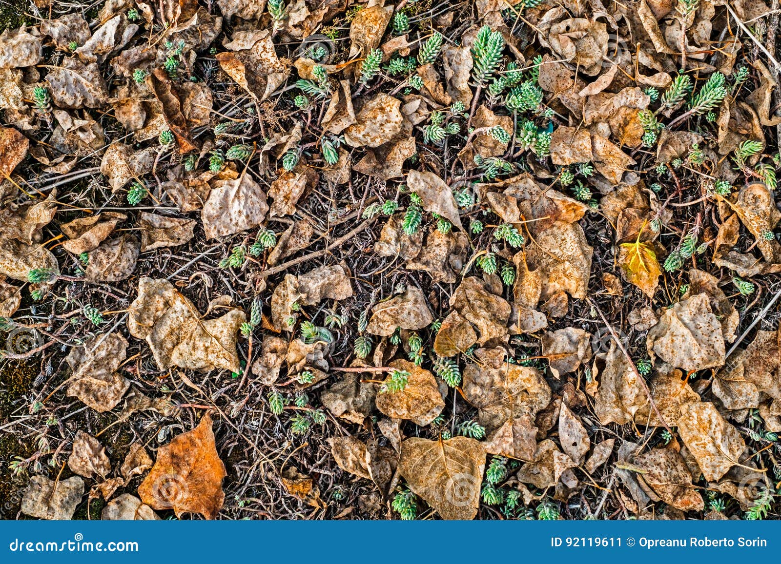 Dry Leaves on the Forest Floor Stock Image - Image of cone, fall: 92119611