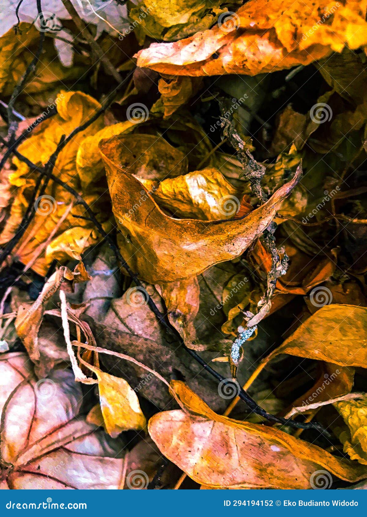 Dry Leaves in the Forest Long Dry Season Stock Photo - Image of ...