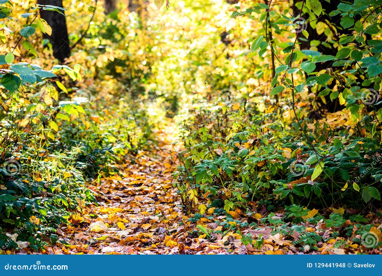 Dry Yellow Leaves on a Forest Path Stock Photo - Image of background ...