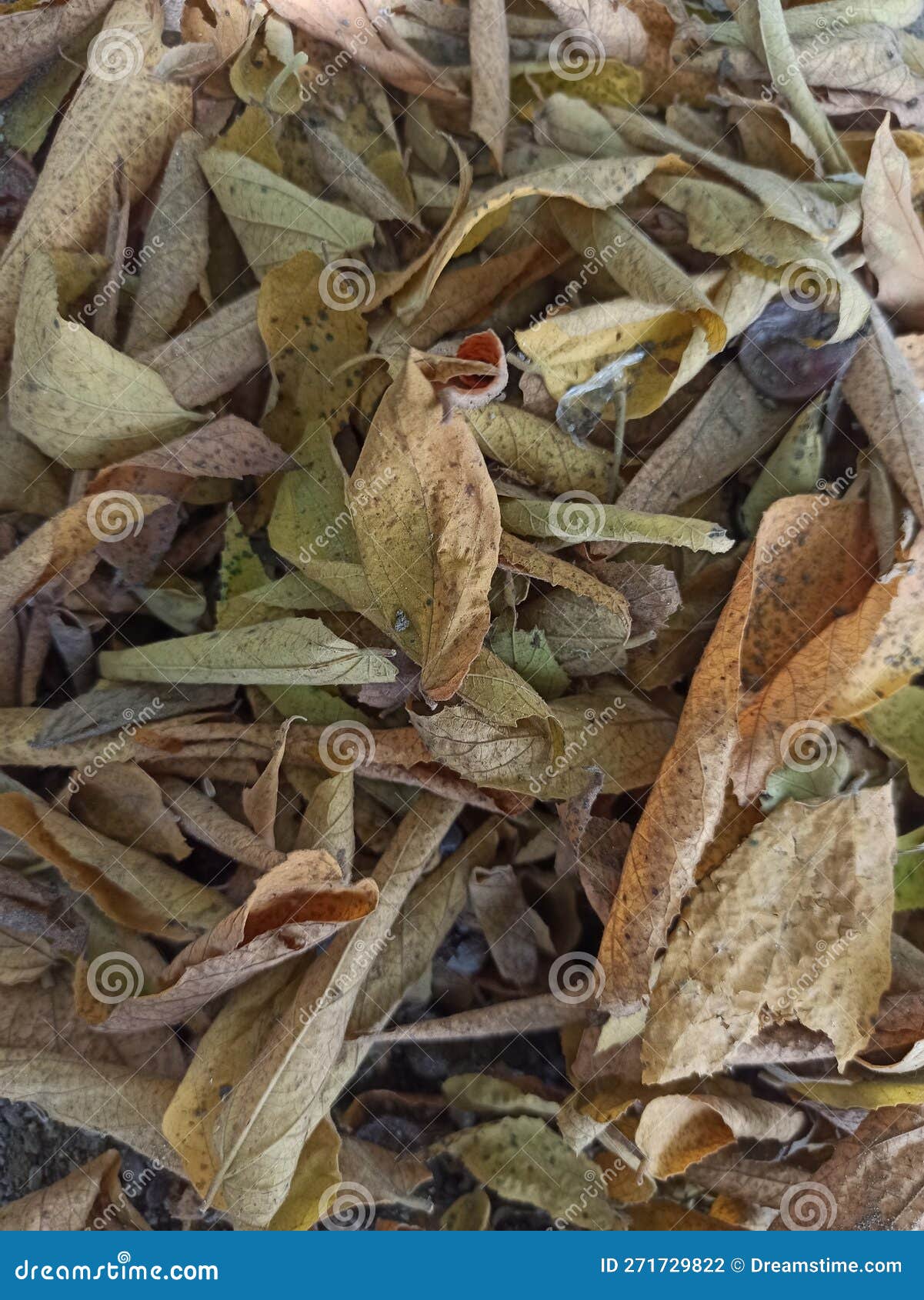 Dry Leaves at Garden Pattern Texture Background Stock Photo - Image of ...