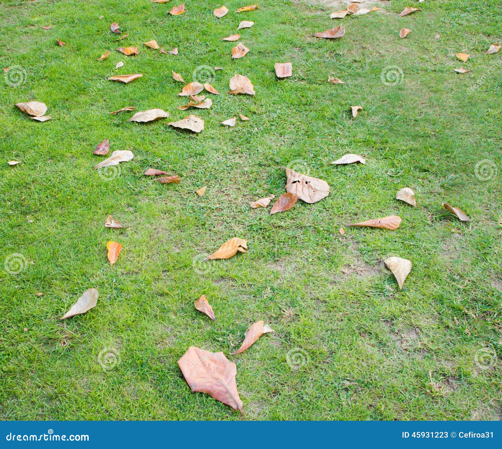 Dry leaves on grass stock image. Image of colorful, fall - 45931223