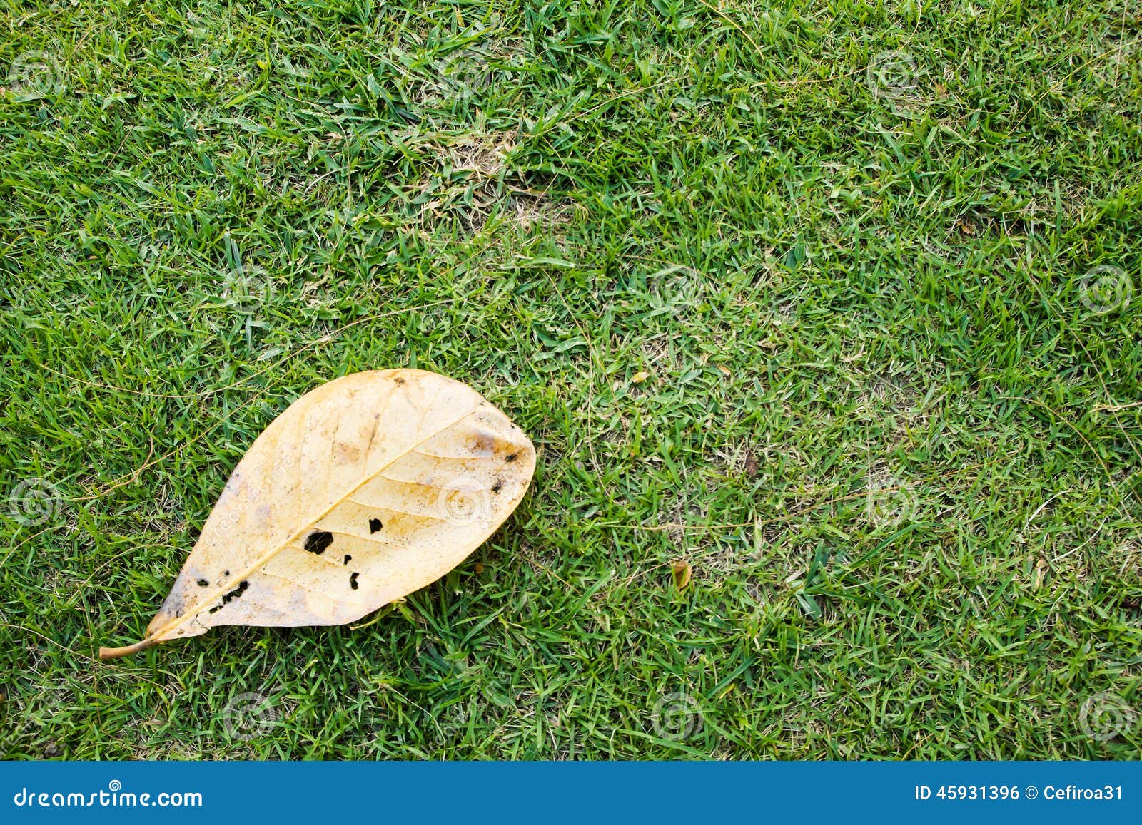 Dry leaves on grass stock photo. Image of lawn, fall - 45931396
