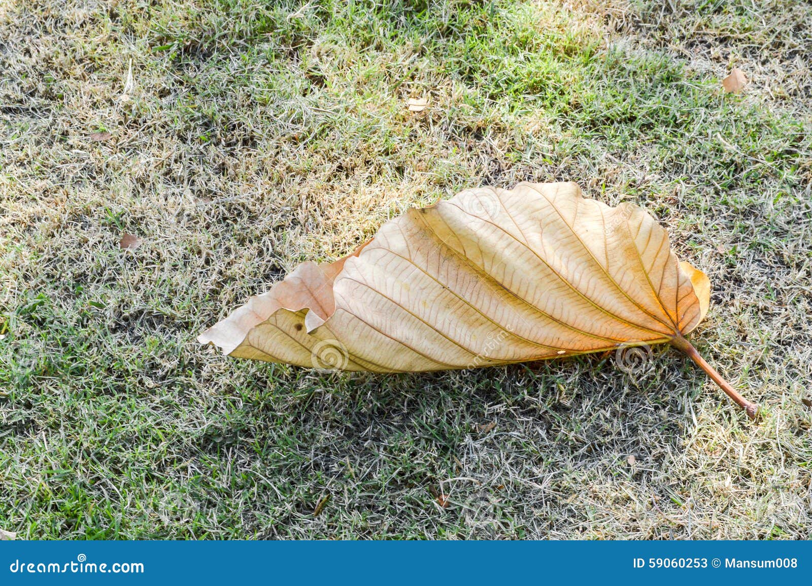 Dry leaves stock image. Image of grass, weed, lawn, nature - 59060253 Dry leaves stock image. Image of grass, weed, lawn, nature - 59060253