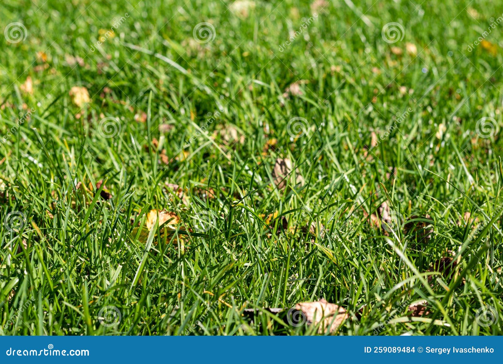 Dry leaves on green grass. stock photo. Image of grassland - 259089484 Dry leaves on green grass. stock photo. Image of grassland - 259089484