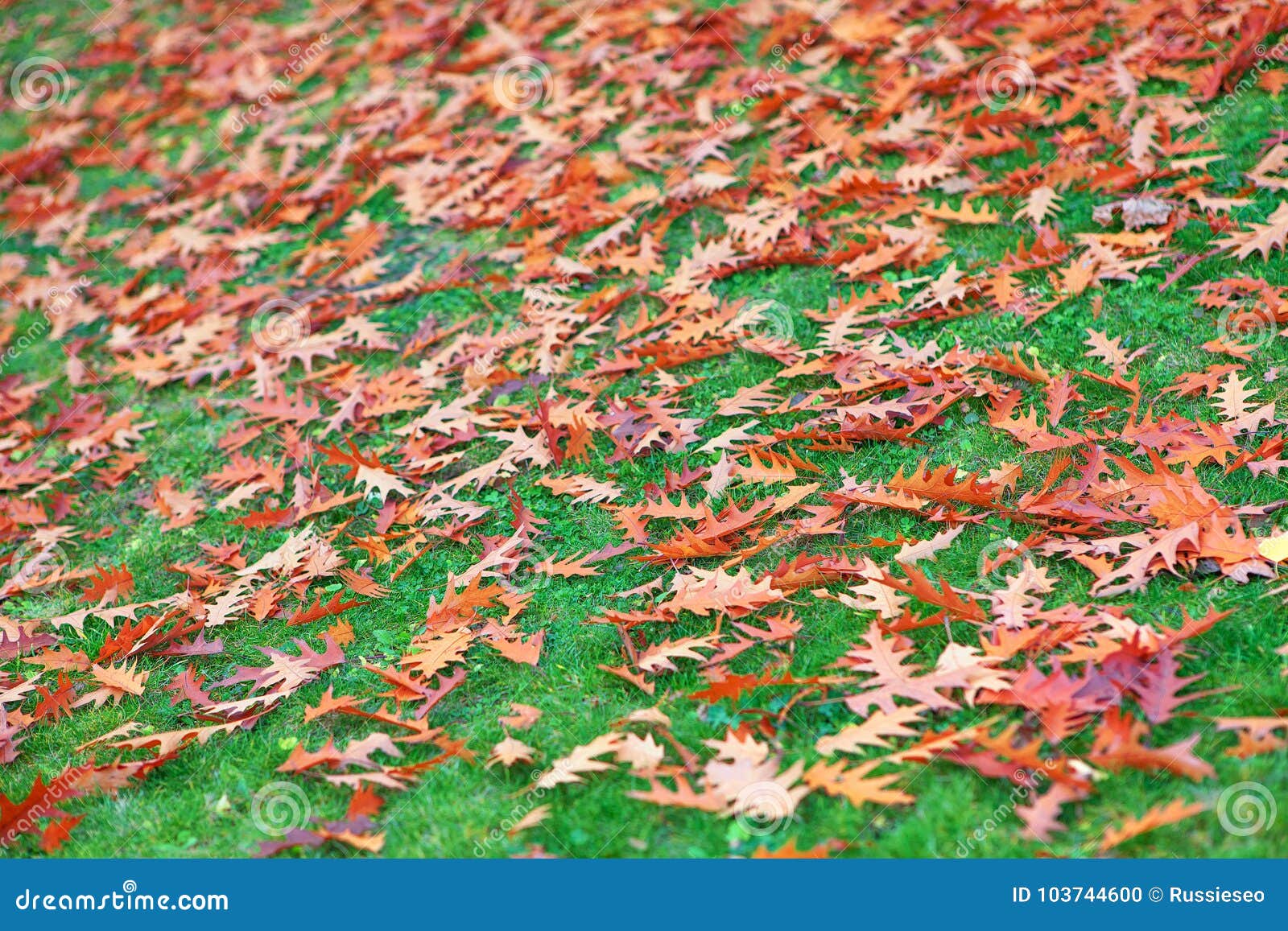Dry leaves on green grass stock photo. Image of wallpaper - 103744600 Dry leaves on green grass stock photo. Image of wallpaper - 103744600