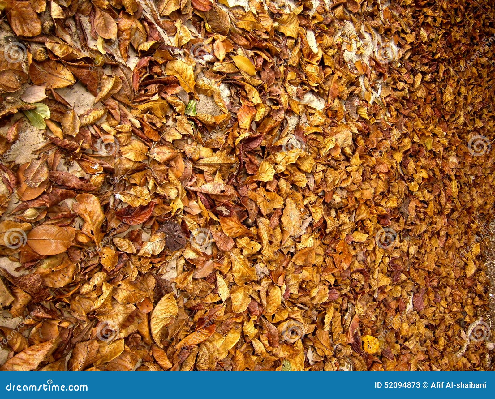 Dry leaves stock image. Image of fantastic, press, leave - 52094873