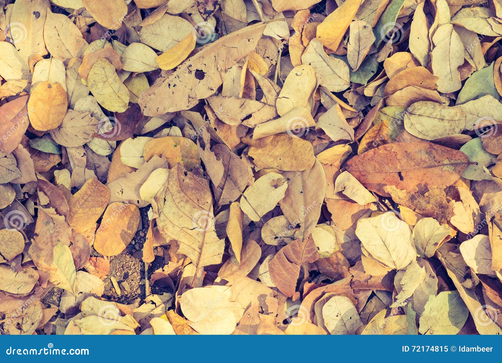 Dry leaves stock image. Image of foliage, leaves, fall - 72174815