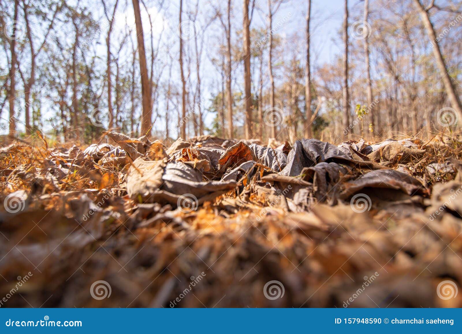 Dry Leaves on the Ground in the Forest Stock Photo - Image of black ...