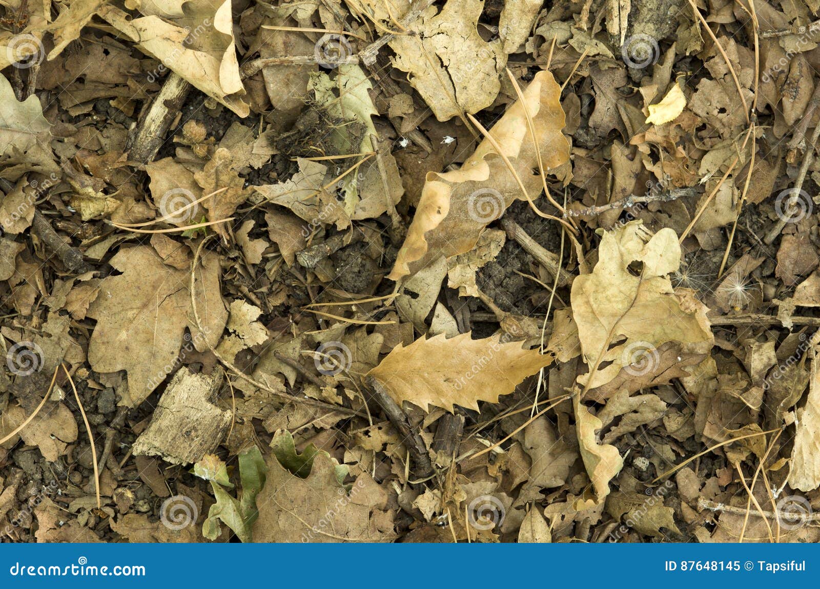 Dry leaves stock image. Image of leaves, forest, land - 87648145