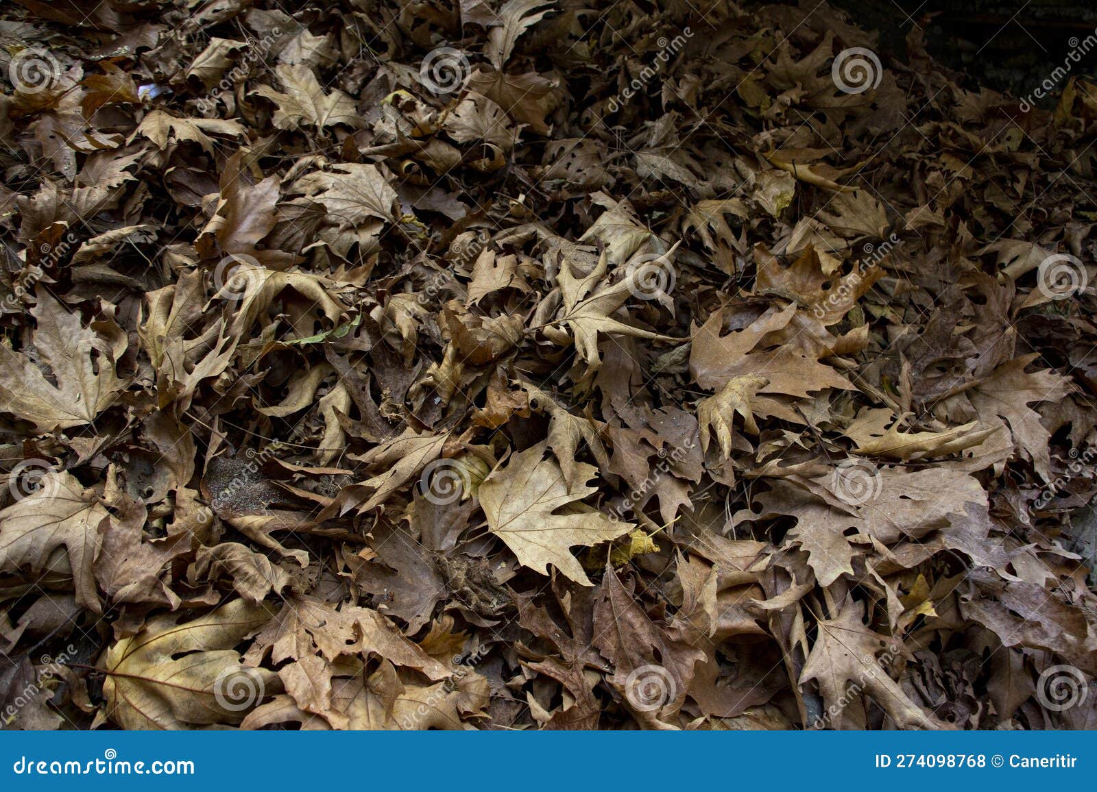 Dry Leaves on the Ground in the Forest, Autumn Background. Stock Photo ...