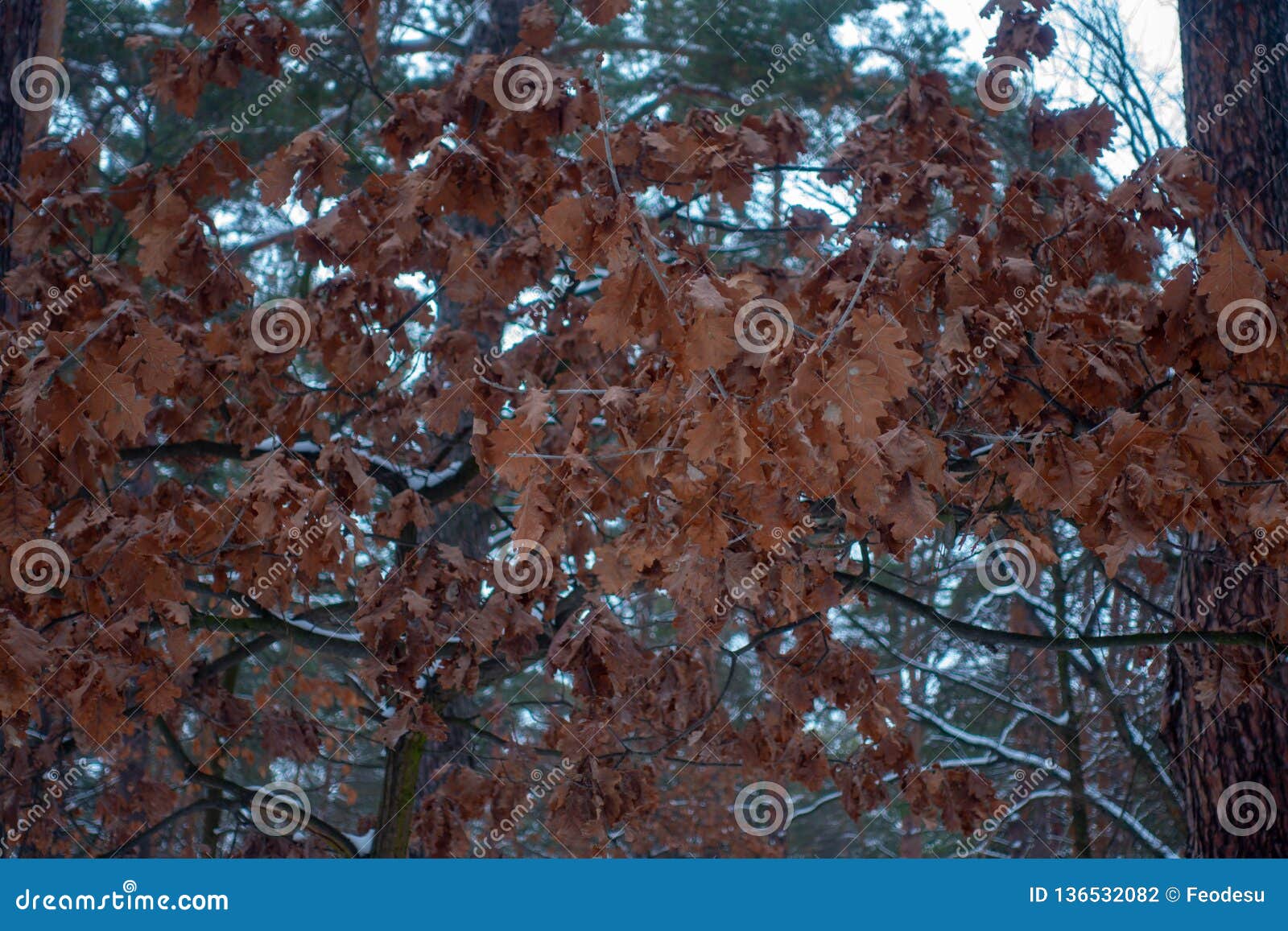 Dry Leaves Hanging on a Tree in a Winter Forest Stock Photo - Image of ...
