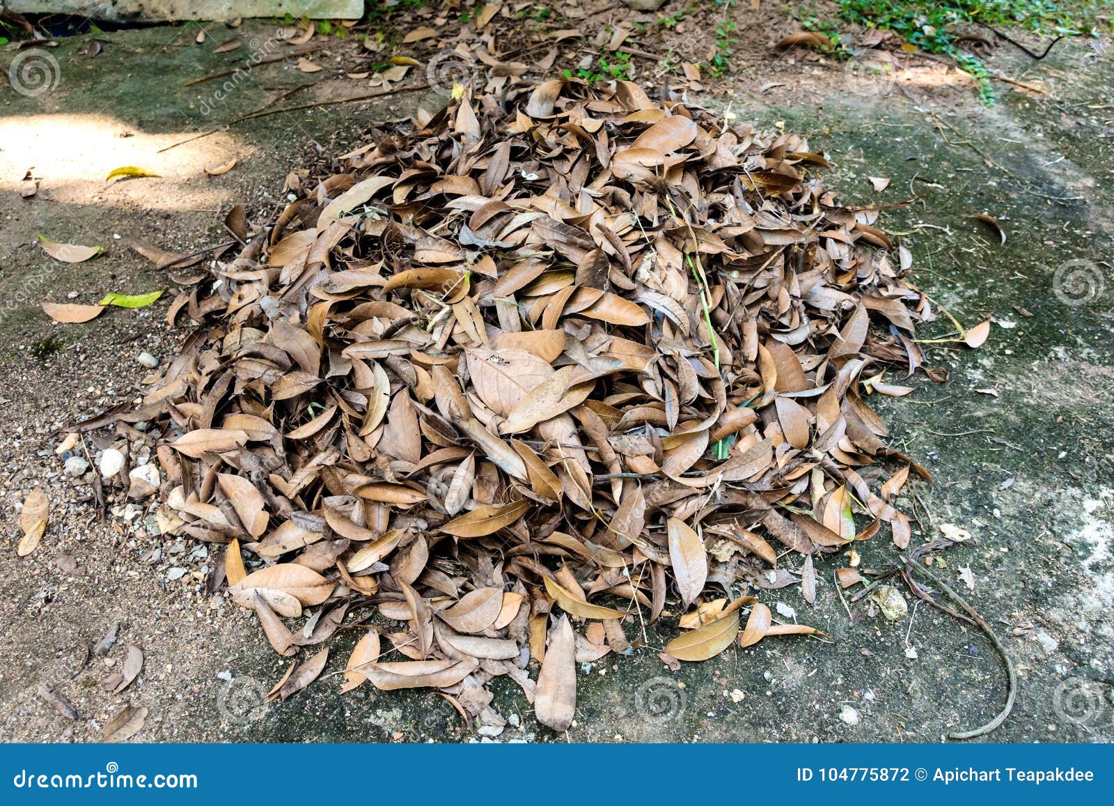 Dry leaves heap stock photo. Image of grass, autumn - 104775872