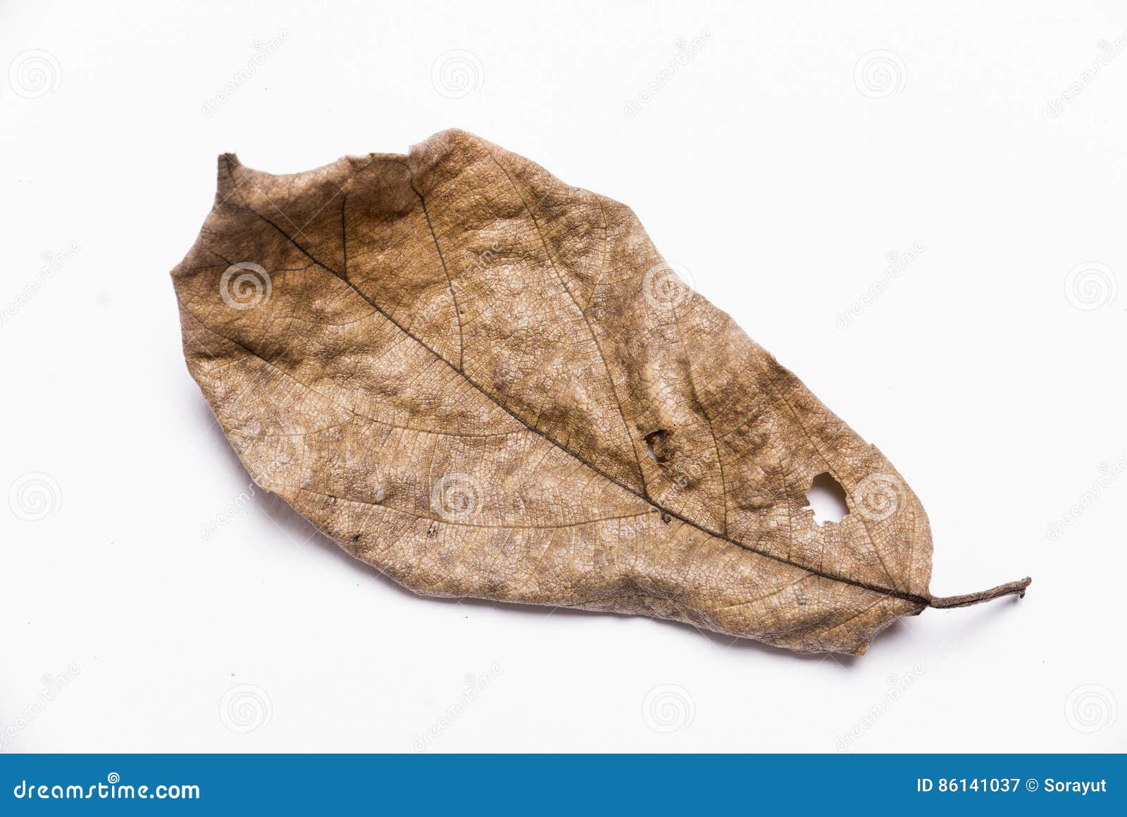 Dry leaves Heap. stock image. Image of autumn, flora - 86141037