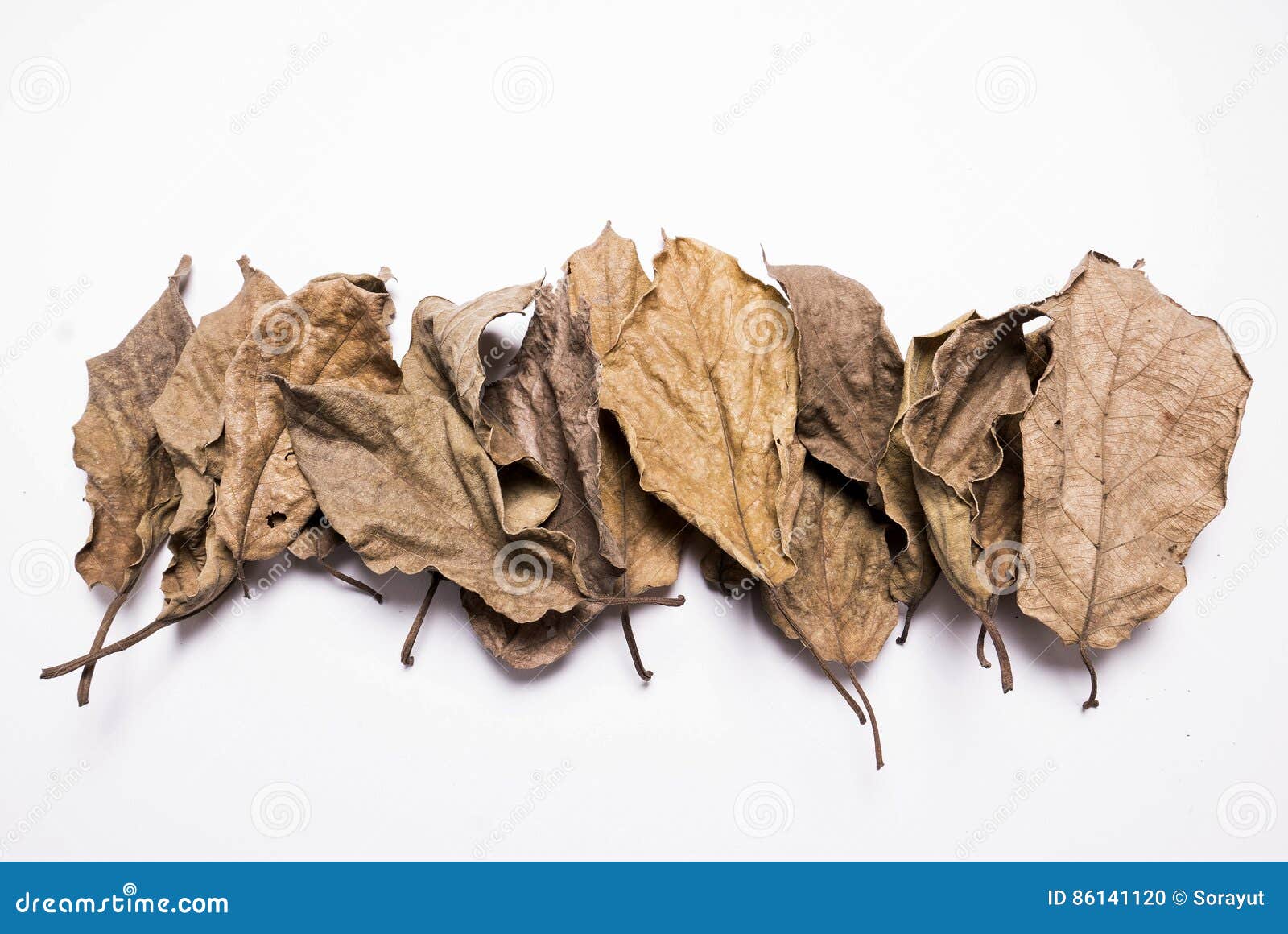 Dry leaves Heap. stock photo. Image of isolated, yellow - 86141120