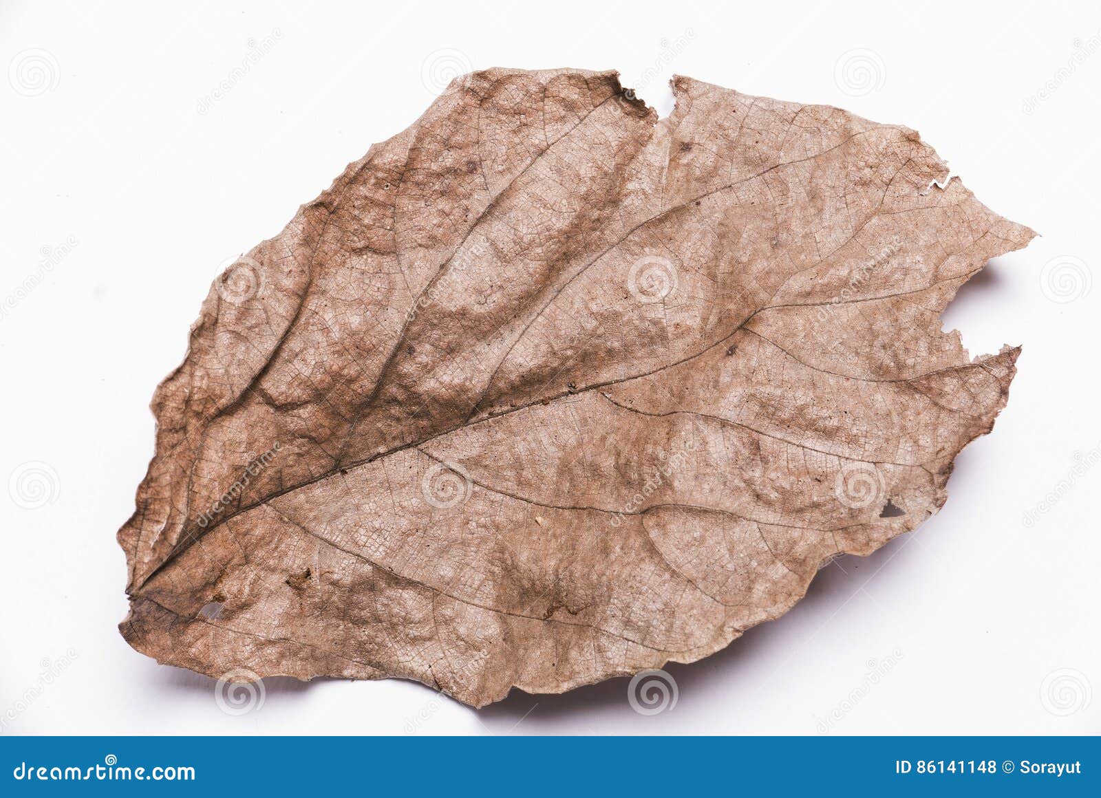 Dry leaves Heap. stock photo. Image of plant, fall, climate - 86141148